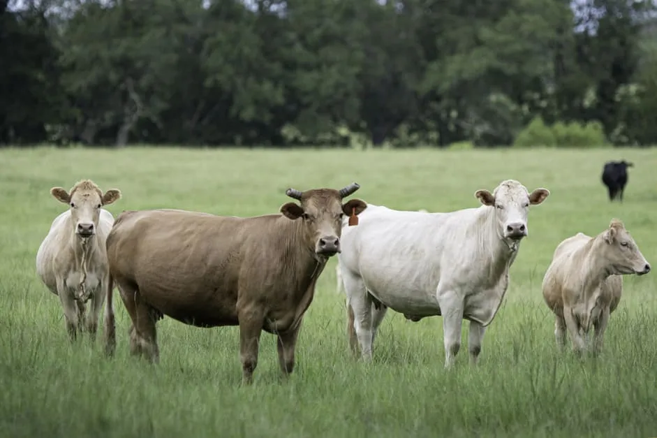 which-factors-impact-the-length-of-the-cow-gestation-period